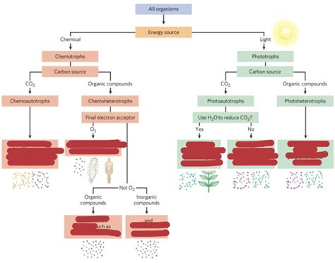 Diagram Of Classifying Organisms According To Their Source Of Energy 2