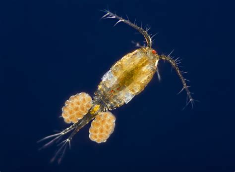 Oczliki Cyclops Spp Stowarzyszenie Prawa Natury