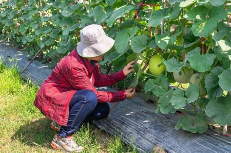 Premium Photo Beautiful Female Farmer Checking The Quality Of An