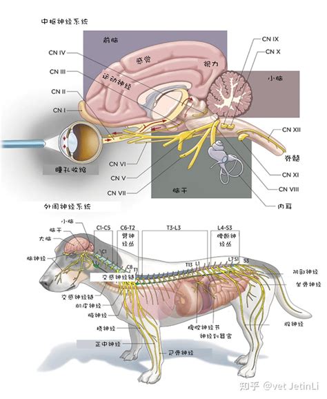 神经学检查指南 知乎