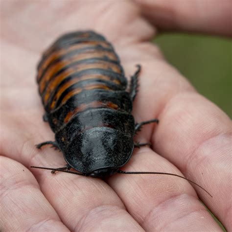 Madagascar Hissing Cockroach Potawatomi Zoo