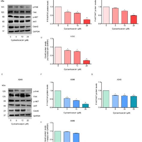 Effect Of Cycloartocarpin On Epithelial To Mesenchymal Transition Emt
