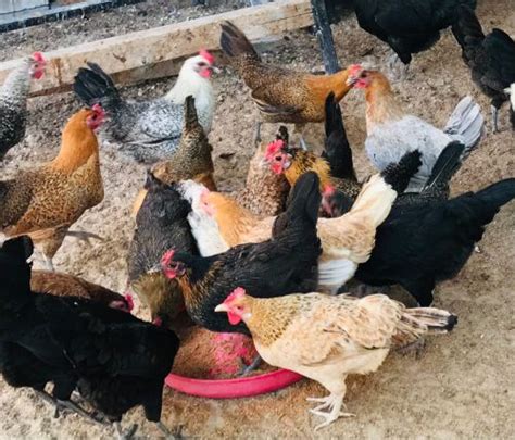 الدوحة طيور دجاج بلدي بياض للبيع 13611804mzad Qatar