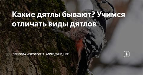 Какие дятлы бывают Учимся отличать виды дятлов Природа и экология