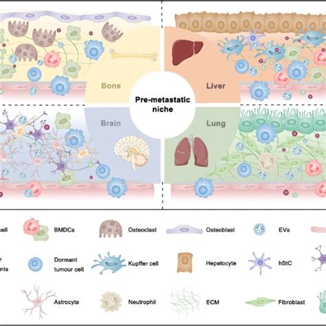 Pdf Characteristics Of Pre Metastatic Niche The Landscape Of