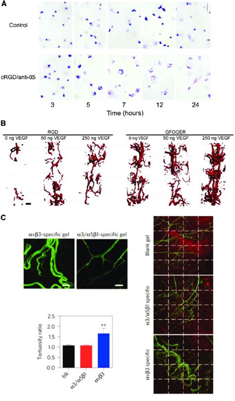 Controlling Cell Integrin Interactions Regulates Ec Morphogenesis A