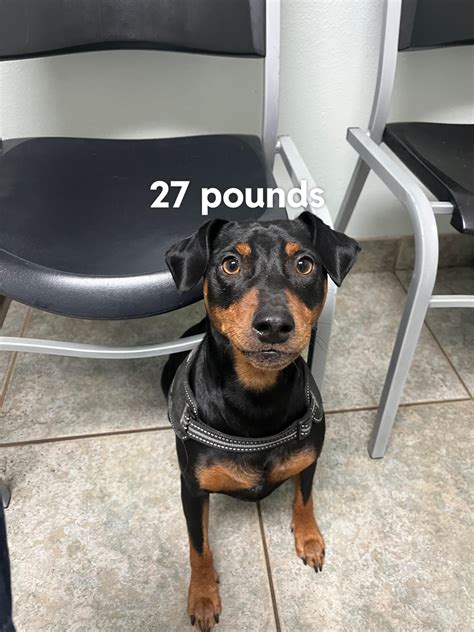 1690 Best Min Pin Images On Pholder Minpin Aww And Miniature Pinscher