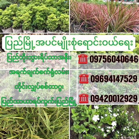 ပြည်မြို့ အပင်မျိုးစုံရောင်းဝယ်ရေး