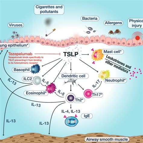 Pdf Cascade A Phase 2 Randomized Double Blind Placebo Controlled Parallel Group Trial To