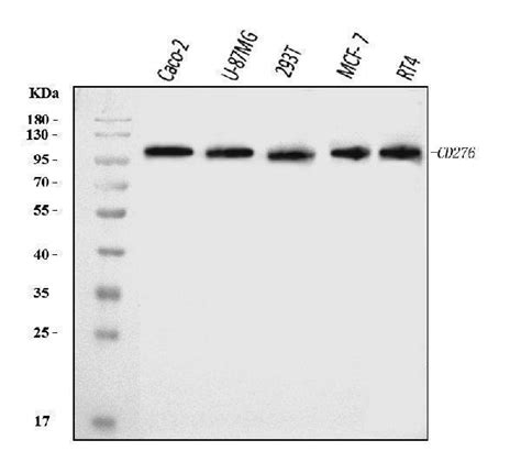 Cd276 Antibodies And Elisa Kits B7 H3 Cd276 Proteins