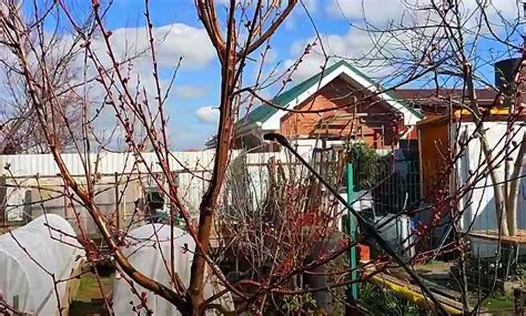 Инструкция по приготовлению и правильному использованию бордоской смеси ...