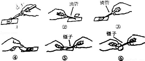 图甲是观察植物细胞 实验中所使用的普通光学显微镜结构示意图 目镜的放大倍数是10 两个物镜的放大倍数分别是10和40根据图回答问题