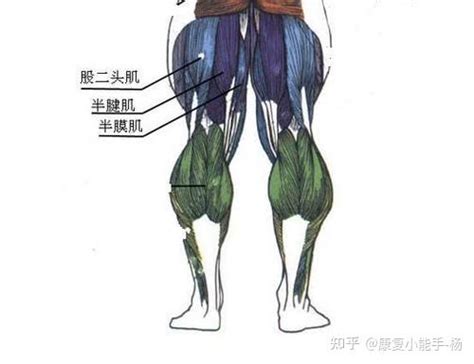 腘绳肌详解腘绳肌对膝关节有什么作用 知乎