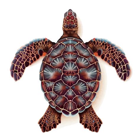 Turtle No Background Vectors And Illustrations For Free Download