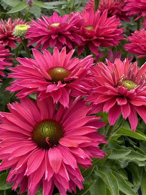 Echinacea Sunseekers Sweet Fuchsia Proctors Nursery