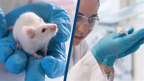 Scientists Implant Mice With Deer Cells And Grow Mini Antlers In