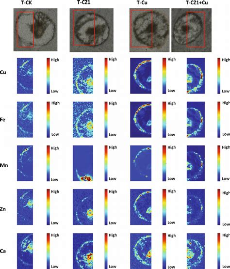 Micro X Ray Fluorescence Microscopy Micro Xrf Maps Of Qualitative Download Scientific Diagram