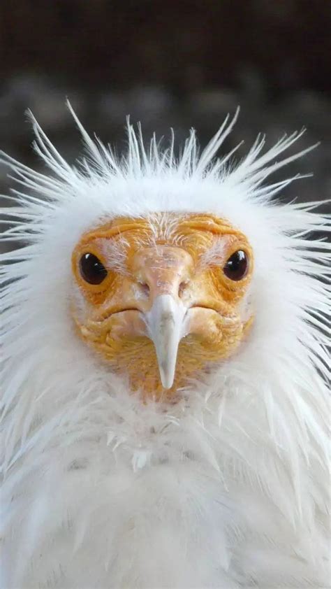 10 Flying Birds With The Largest Wingspan In The World
