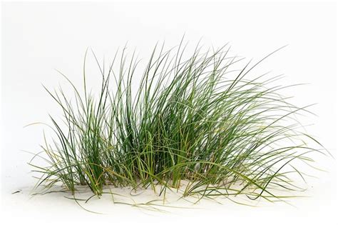 Premium Photo Tuft Of Sea Grass Isolated On A White Background