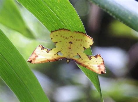 9月加曽利公園で見つけた虫① わくわくおさんぽ日記