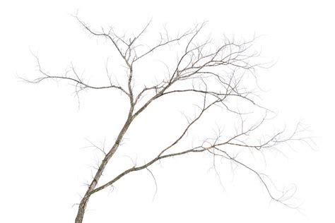 Small Tree Branches