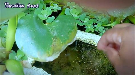 রঙিন মাছের খামার ধামইরহাট নওগাঁ । Aquarium Fish Farm Naogaon । Showkhin