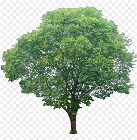 Free Download HD PNG Free Tree Png Images Transparent Background Cut Out Srubs Plants PNG