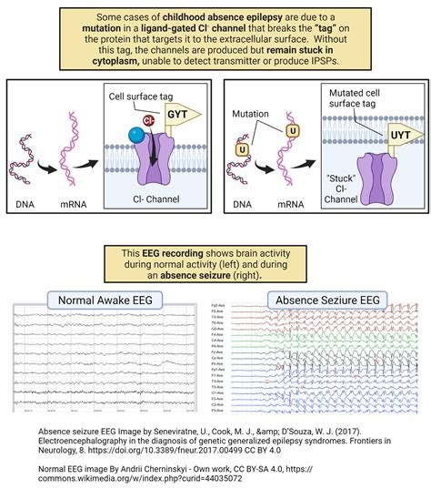 Chapter 2 Neurophysiology An Introduction To Neuroscience