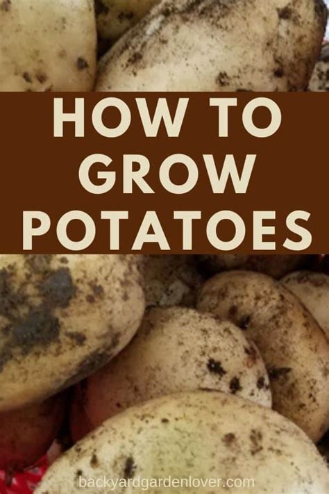 How To Grow Potatoes A Step By Step Guide