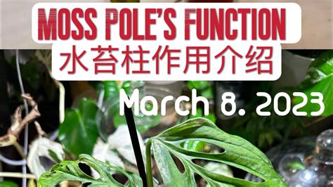 水苔柱的作用和实战（一）作用介绍 Youtube