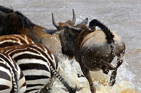 Traudl Junge On Hitlers Views Of Evolution And Survival Of The Fittest Quotes At Afterall Net