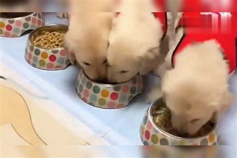 铲屎官养了好多金毛宝宝，每次喂食的时候都很壮观，太多了！