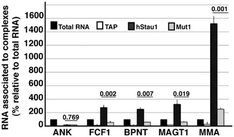 Verification Of Mrna Association To Hstau1 Complexes Either Total Cell