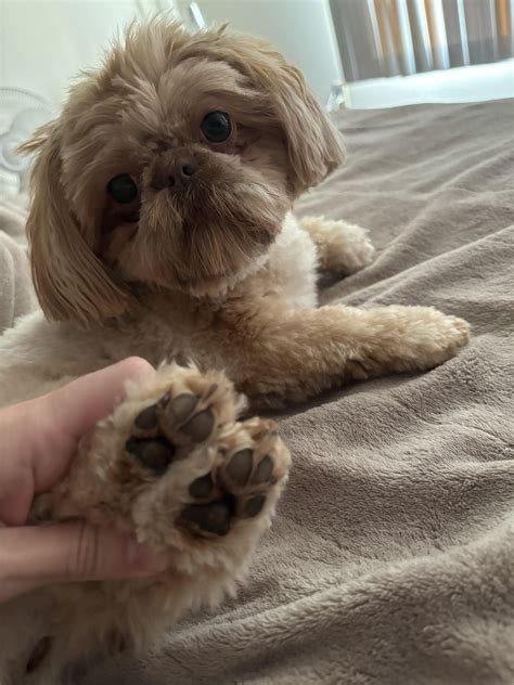 Toe Beans ️ Scrolller