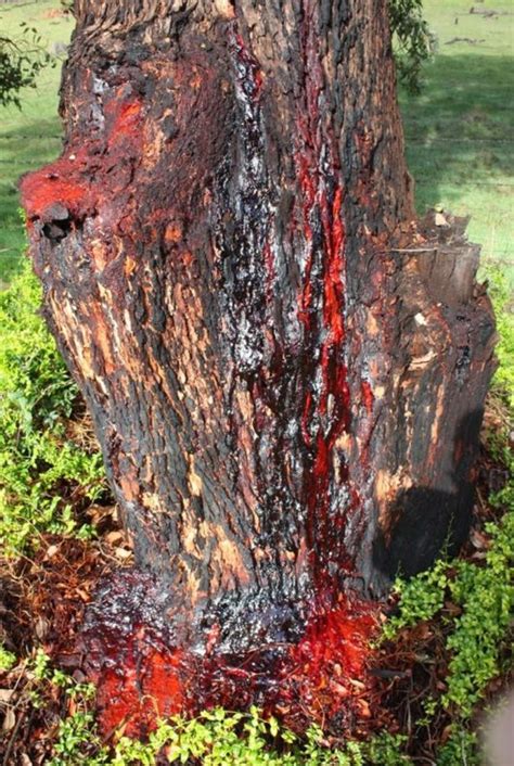 Bloodwood Tree Oozes Dark Red Colored Sap Funzug Com