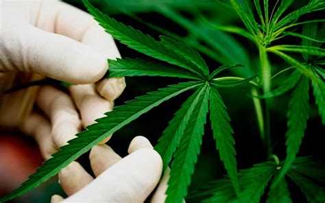 Medicina Cannábica ¿qué Es La Marihuana Medicinal Y Para Qué Sirve