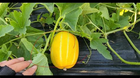 20220218 성주참외사진 2 뿌리 잎줄기 꽃열매를나누어서생각하세요 물이곧뿌리다 뿌리분포도 뿌리층 뿌리량은곧양분 열매가많으면뿌리가무너짐 겨울재배