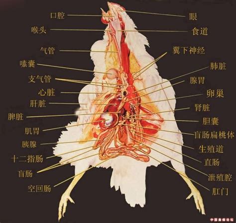 请问鸡的内脏构造从腺胃开始到肛门依次排列都是什么越详细越好谢谢 百度知道