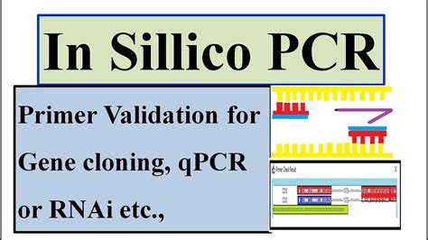Primer Validation For Pcr In Sillico Pcr Youtube