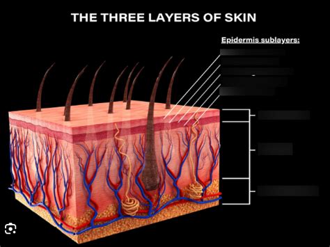 Layers Of The Epidermis Diagram Quizlet