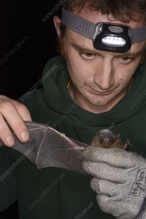 Inspecting A Serotine Bat With A Numbered Ring Stock Image C041