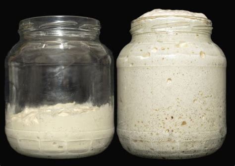 Baking Dough Yeast Saccharomyces Cerevisiae Fermenting Editorial Stock