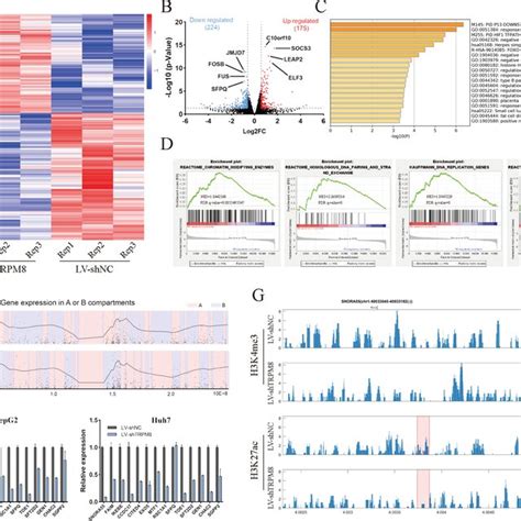 Trpm8 Knockdown Downregulated The Expression Of Nucleolar Relative