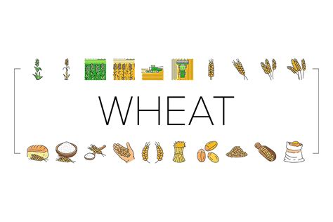 Wheat Grain Bread Harvest Icons Set Vect Graphic By Stockvectorwin