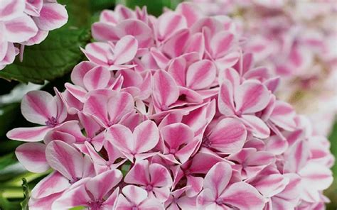 Hortensja Ogrodowa Forever Ever PEPPERMINT Hydrangea Macrophylla C2