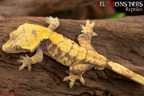 Pangea Xxx Lil Monsters Reptiles