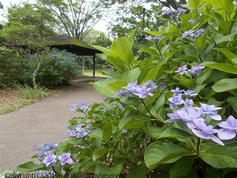 紫陽花アジサイ Halu0607のブログ