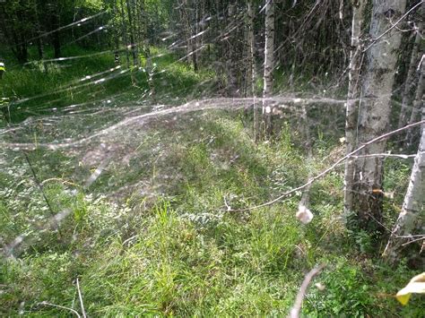 Ландшафтные рубки начинаются в лесу за БЭМЗом Бердск Онлайн