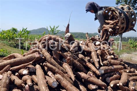 Fresh Cassava Dried Cassava Fresh Tapioca Cassava Tapioca Starch