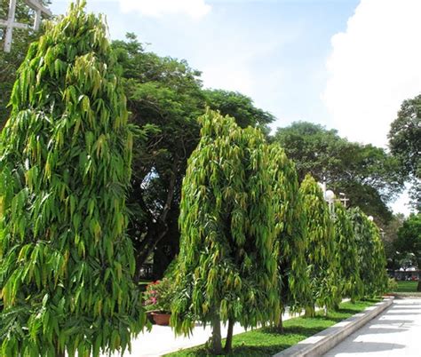 Top 3 Bài Phân Tích Dưới Bóng Hoàng Lan Lớp 10 Hay Nhất
